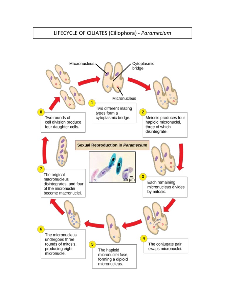 Lifecycle of Ciliates | PDF