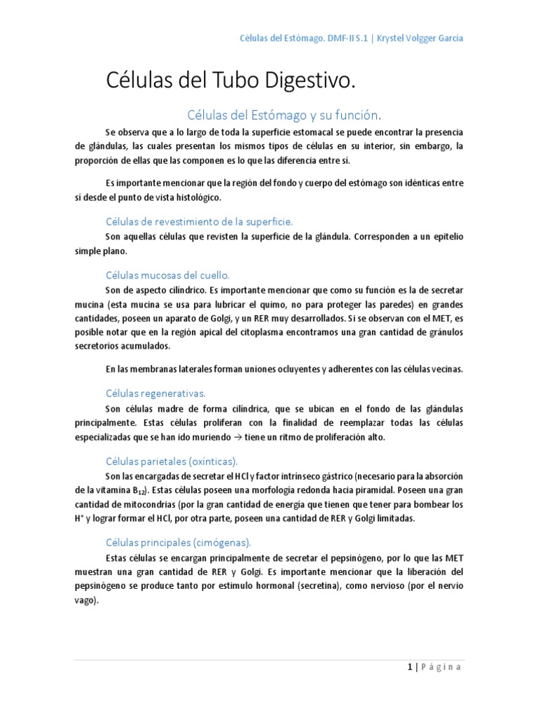 Histologia Células Del Estómago y Su Función | PDF | Estómago ...