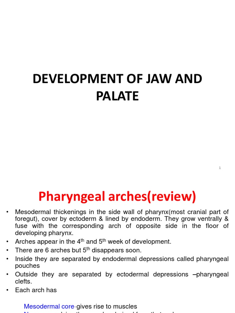 24 - Development of Jaw & Palate | PDF | Anatomy | Zoology