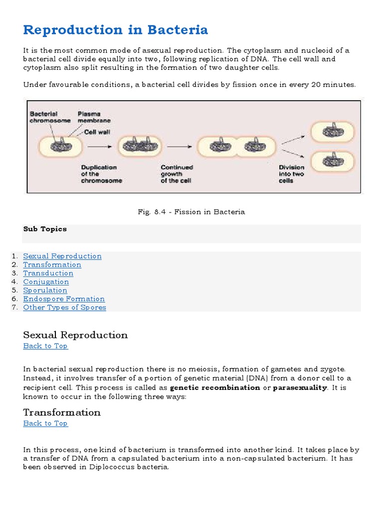 Reproduction in Bacteria | PDF | Bacteria | Sexual Reproduction