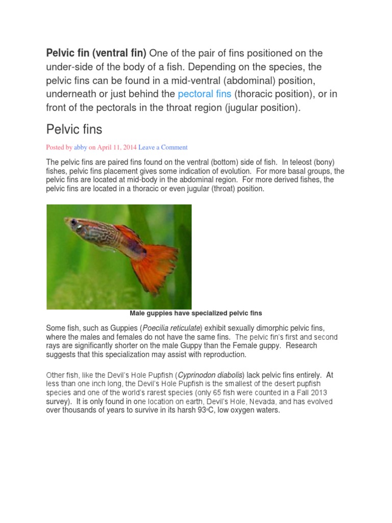 Pelvic Fin Function and Evolution in Fish | PDF | Fish | Aquatic ...