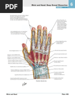 Nerves of Median Nerve (Proper Volar Digital Nerves) | PDF | Thumb | Finger