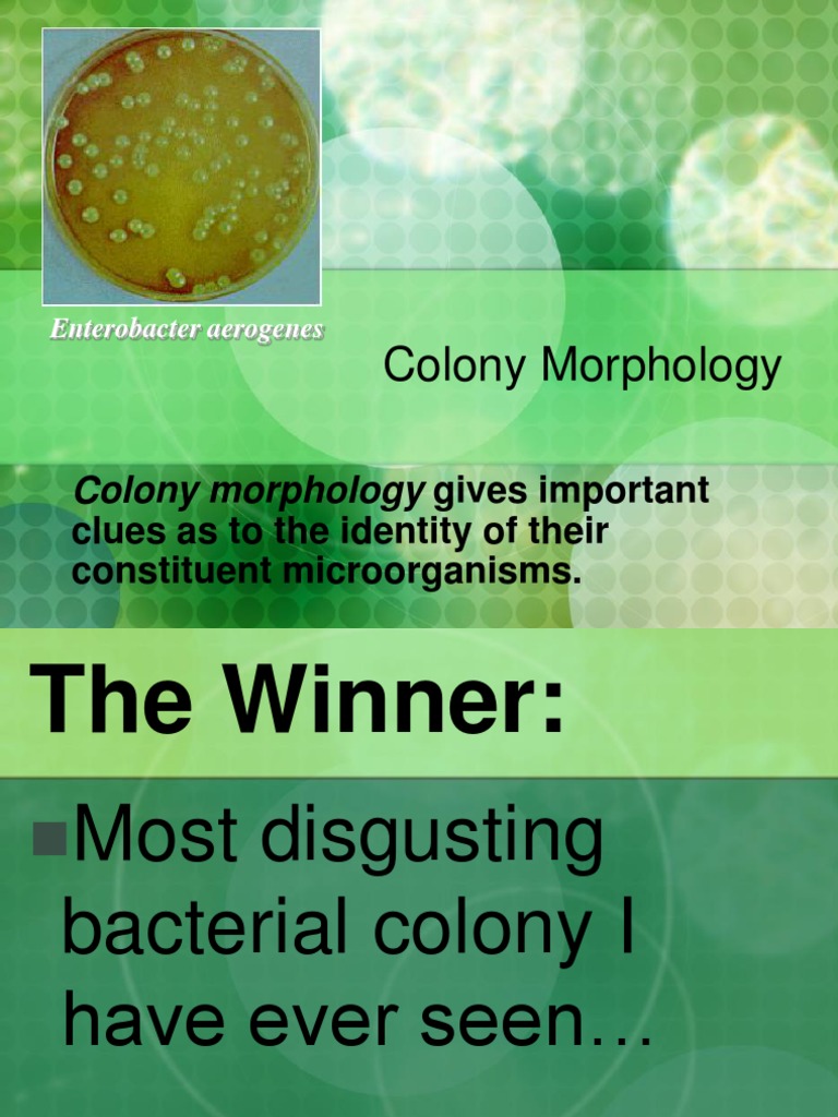 Enterobacter Aerogenes Morphology