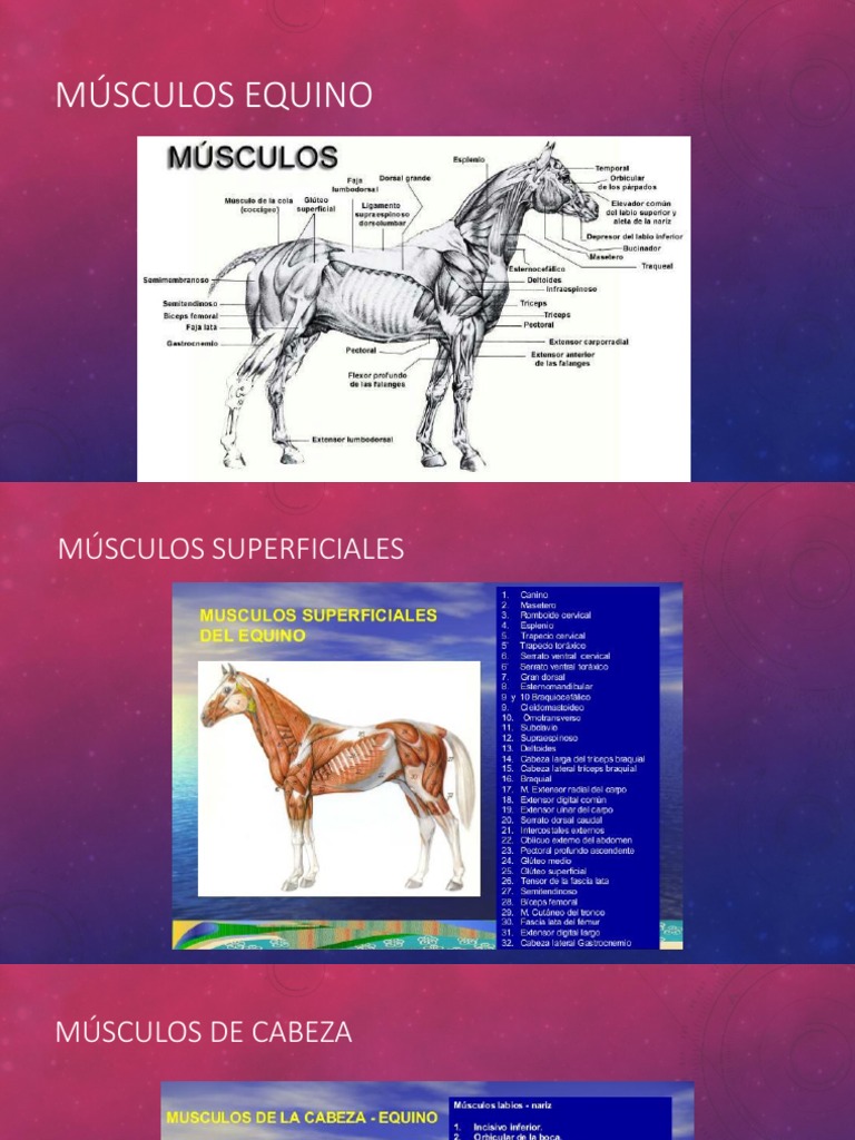 MÚSCULOS EQUINO | PDF