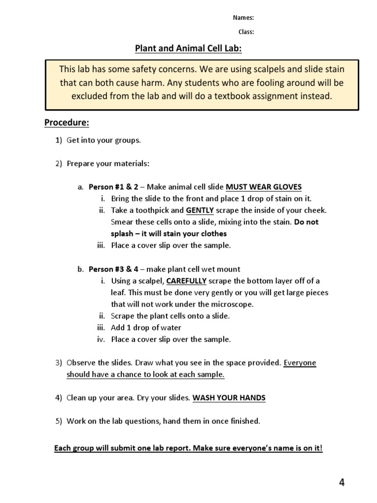 Plant and Animal Lab | PDF | Cell (Biology) | Organisms