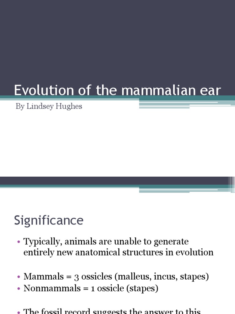 42510BEvolution of The Mammalian Ear | Download Free PDF | Ear ...