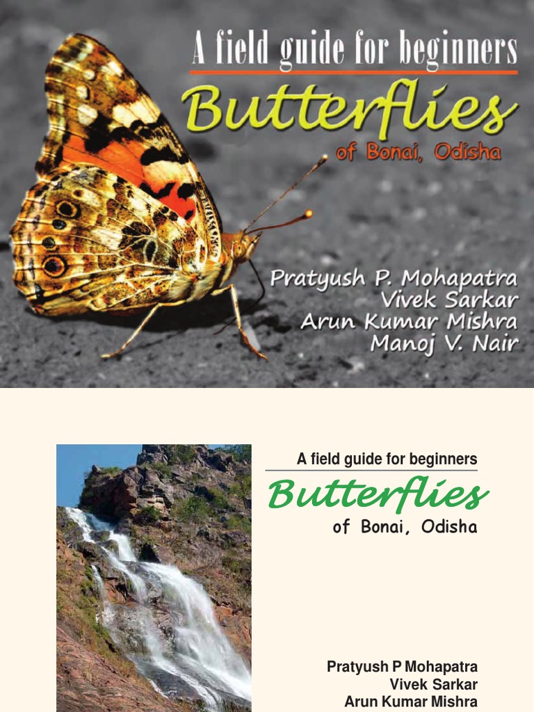 A Field Guide For Beginner's - Butterfly PDF | PDF | Lepidoptera ...