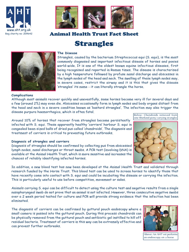 Strangles Sheet | PDF | Infection | Animal Diseases