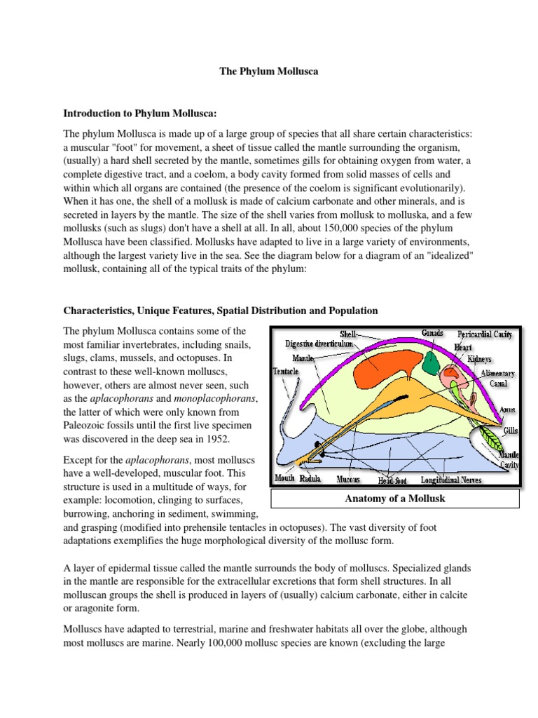 Introduction to Phylum Mollusca: Characteristics and Classes | PDF ...