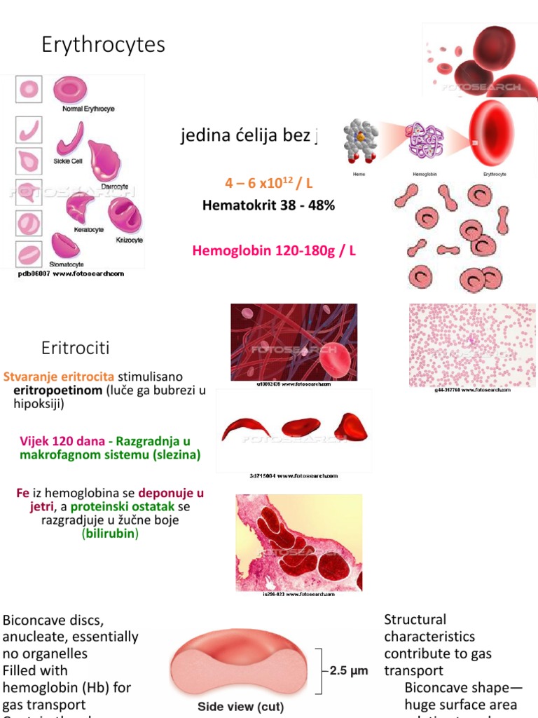 Erythrocytes | PDF | Hemoglobin | Red Blood Cell