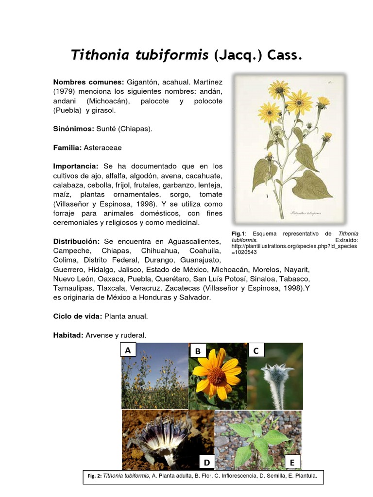 Tithonia tubiformis: Gigantón de Asteraceae | PDF | Plantas | Flora