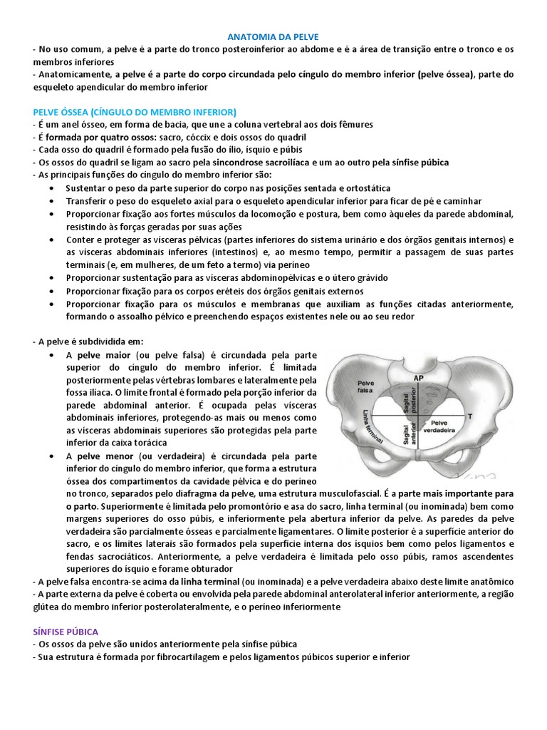 Anatomia Da Pelve | PDF | Pélvis | Sistema Locomotor