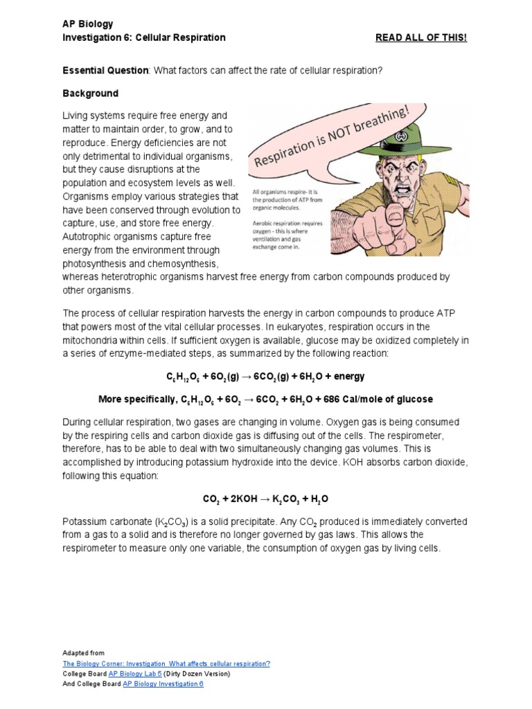 AP Bio Cellular Respiration Lab Guide | PDF | Nature