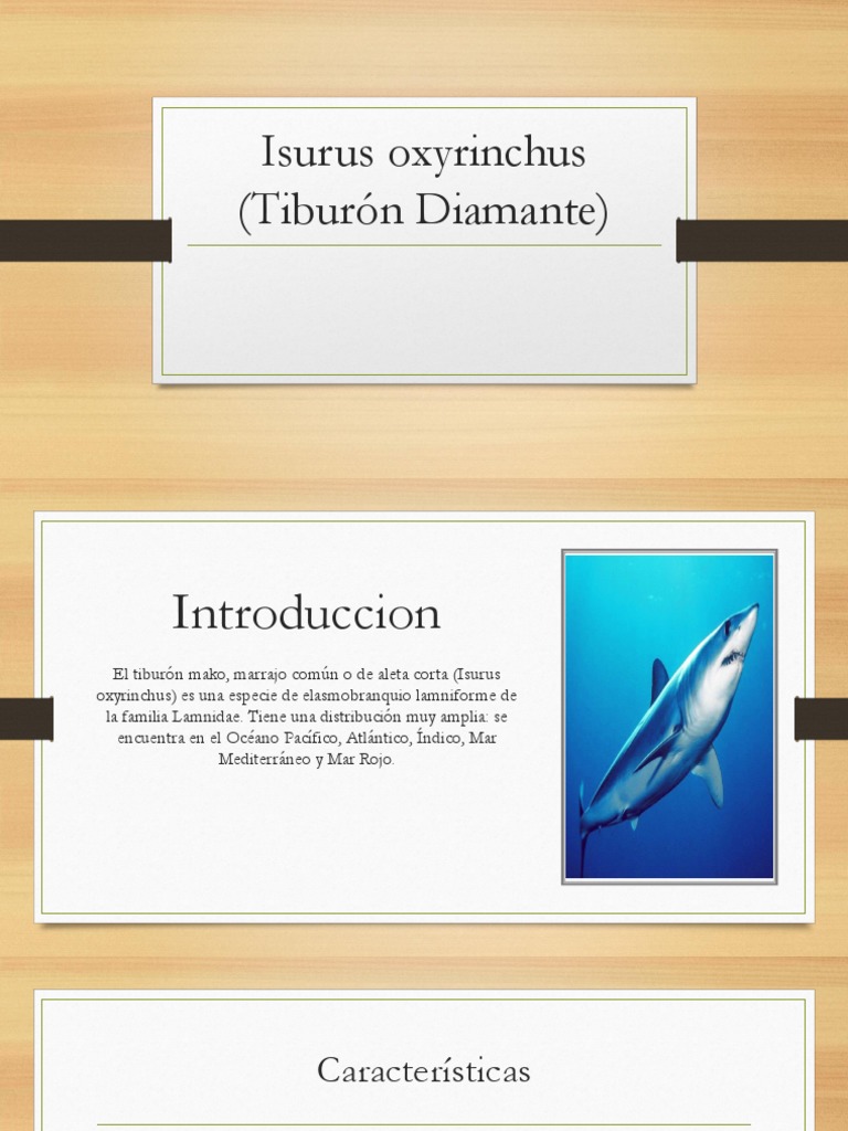Características del Tiburón Mako | PDF | Vertebrados Acuáticos | Pescado