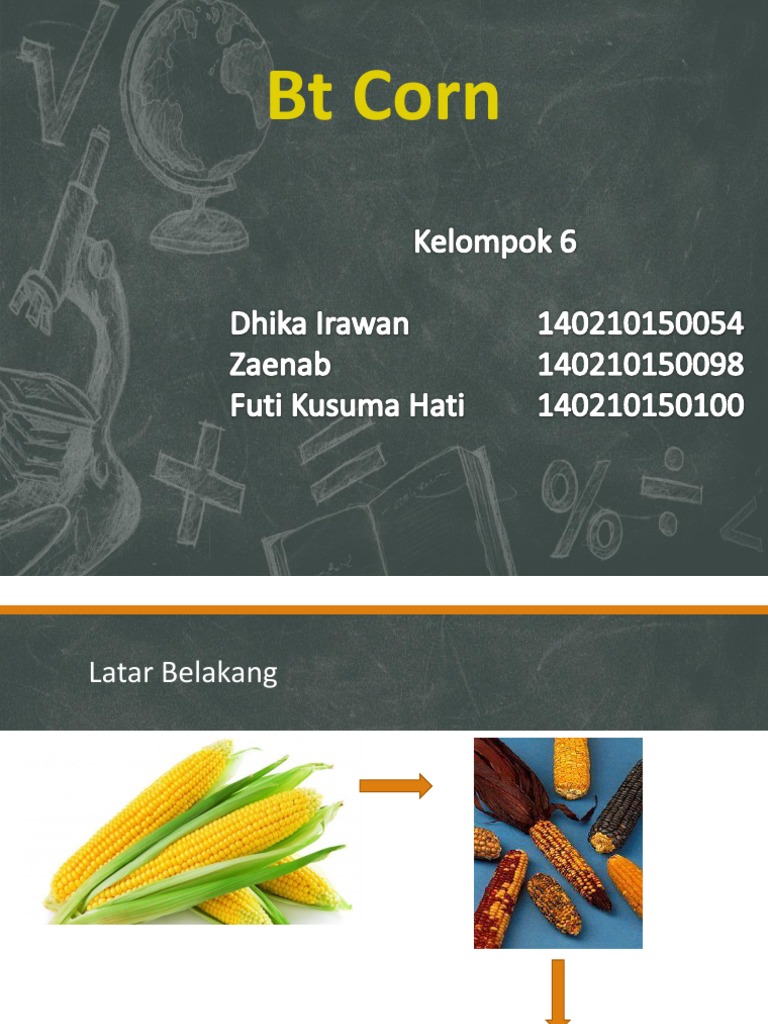 Bt Corn: Modifikasi Genetik Jagung | PDF