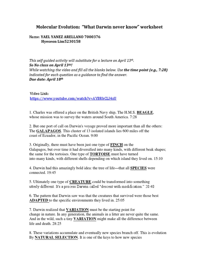 Molecular Evolution Worksheet | PDF | Mutation | Gene