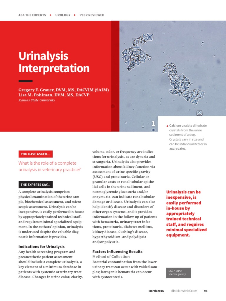 Urinalysis Interpretation | PDF | Kidney | Urinary System