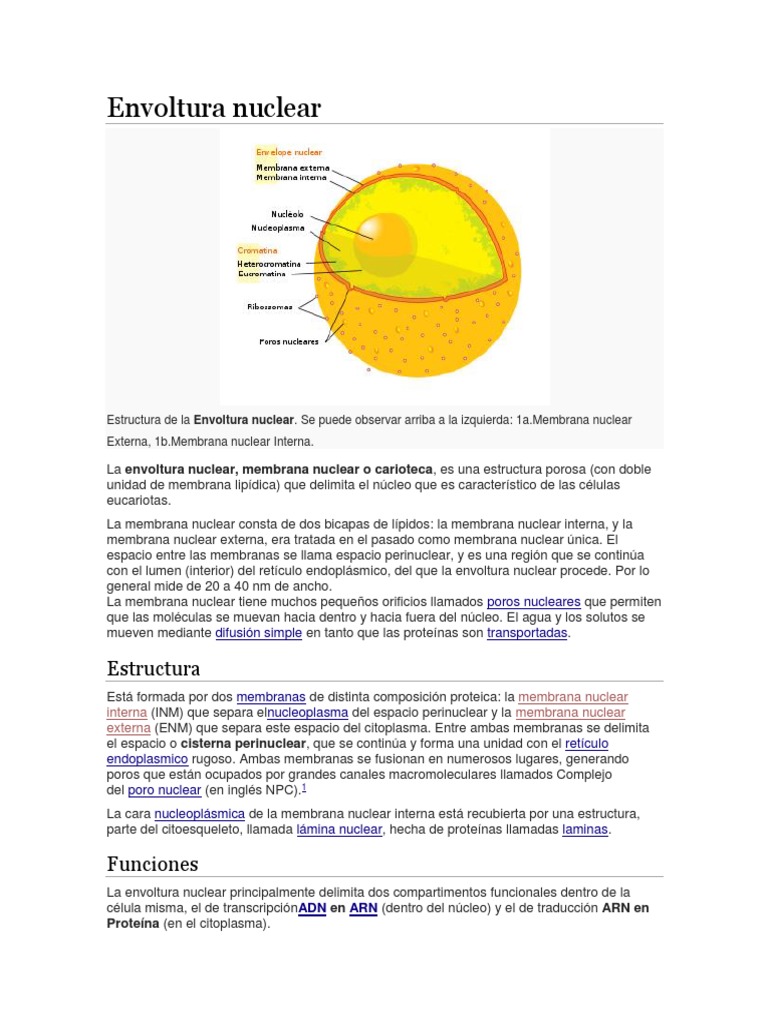Envoltura Nuclear | PDF | Anatomía Celular | Bioquímica