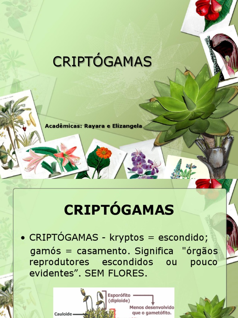 Características das Criptógamas e Fungos | PDF | Musgo | Fungo