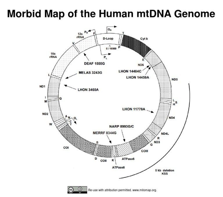 Morbid Map of The Human Mtdna Genome | PDF | Mitochondrial Dna | Cell ...