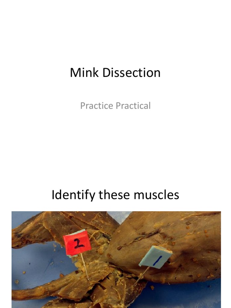 Mink Dissection Practical | PDF | Anatomical Terms Of Location ...