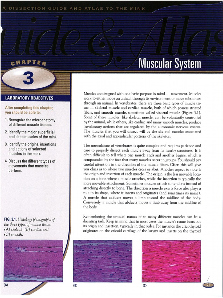 Mink Muscular System | PDF