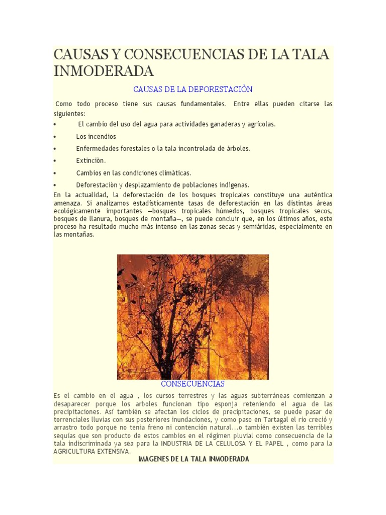 Causas y Consecuencias de La Tala Inmoderada | Deforestación | Sequía