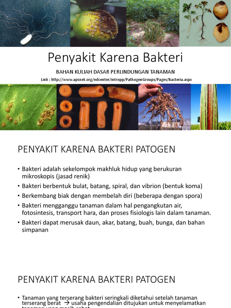 Contoh Penyakit Tanaman Karena Bakteri Patogen | PDF