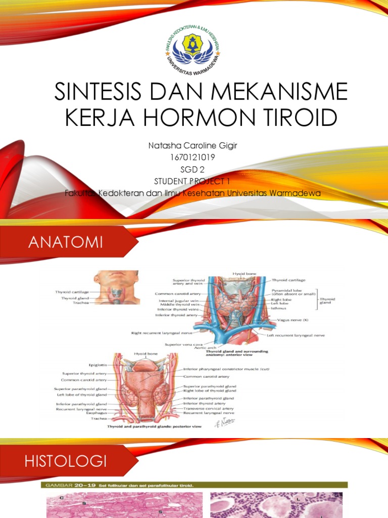 SP 1 Endokrin Tasha | PDF