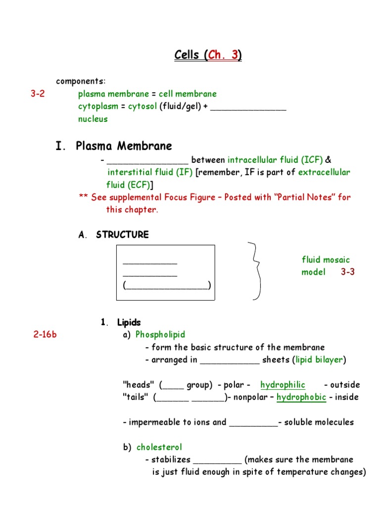 Cells Part | PDF | Endoplasmic Reticulum | Mitosis