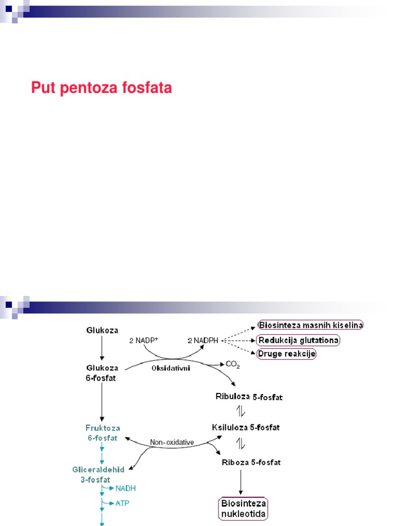 Ciklus Pentoza Fosfata | PDF