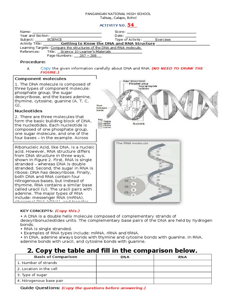Activity Sheet 54 | PDF | Rna | Dna