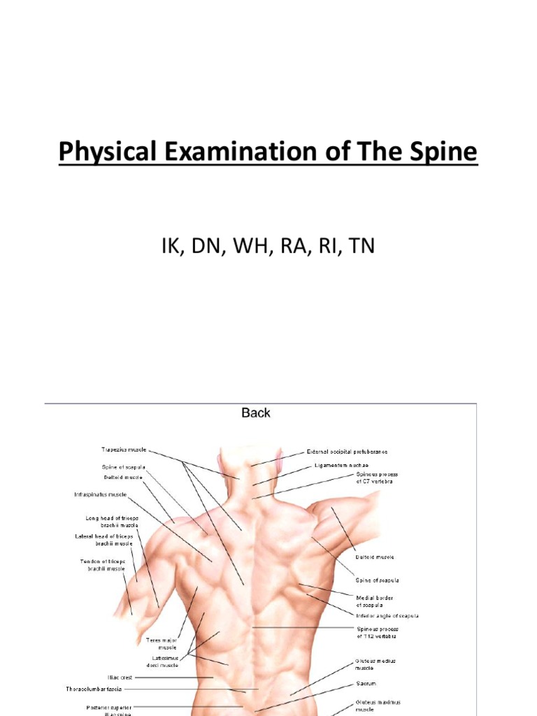 Physical Examination of Spine (TN) | PDF | Vertebral Column | Vertebra