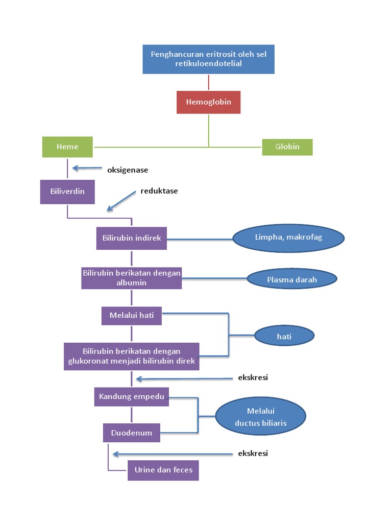 Bagan Mekanisme Bilirubin | PDF