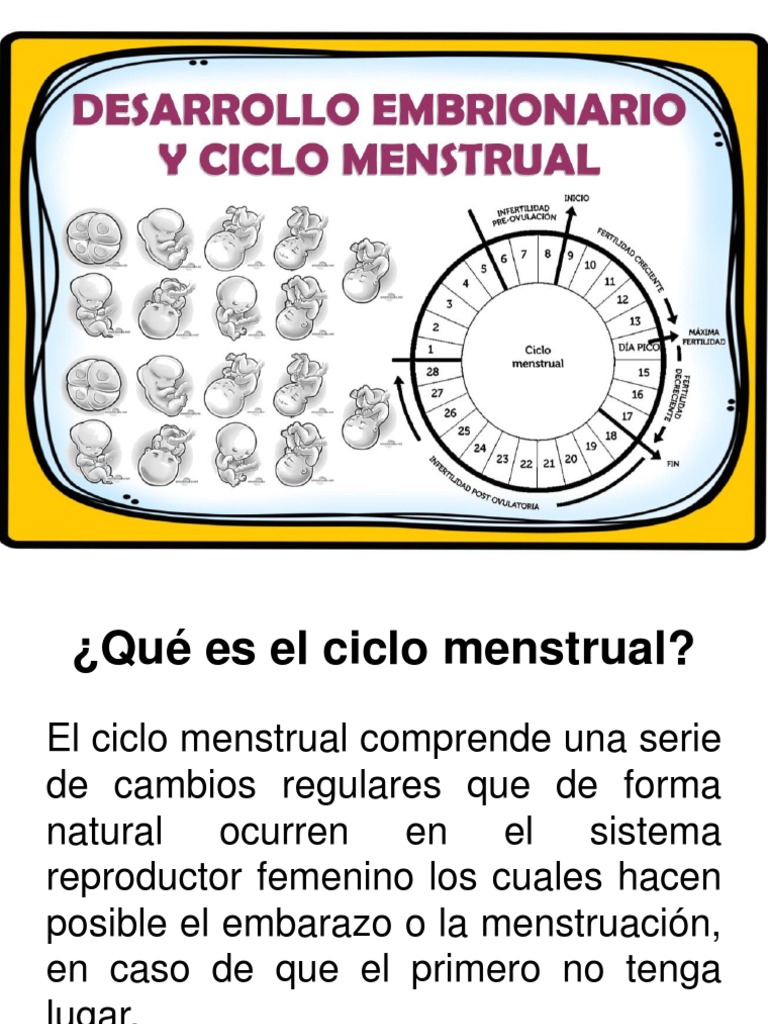 Ciclo Menstrual y Desarrollo Embrionario | PDF | Ciclo menstrual ...
