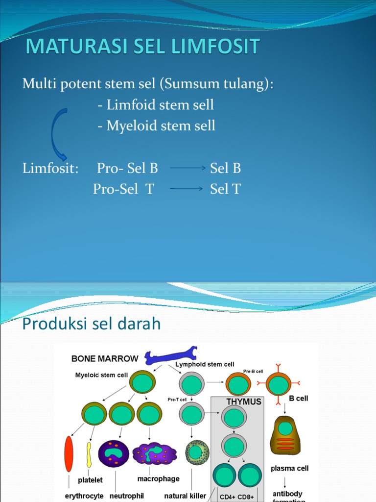 5 Maturasi Sel Limfosit | PDF