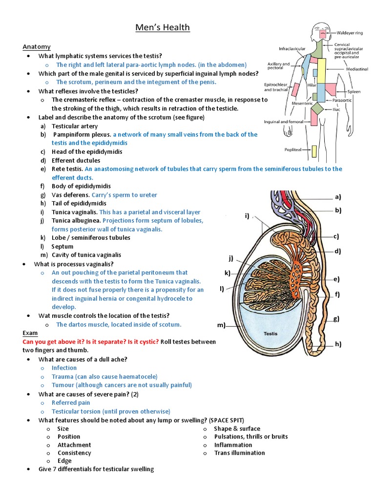 Mens Health | PDF | Testicle | Medical Specialties