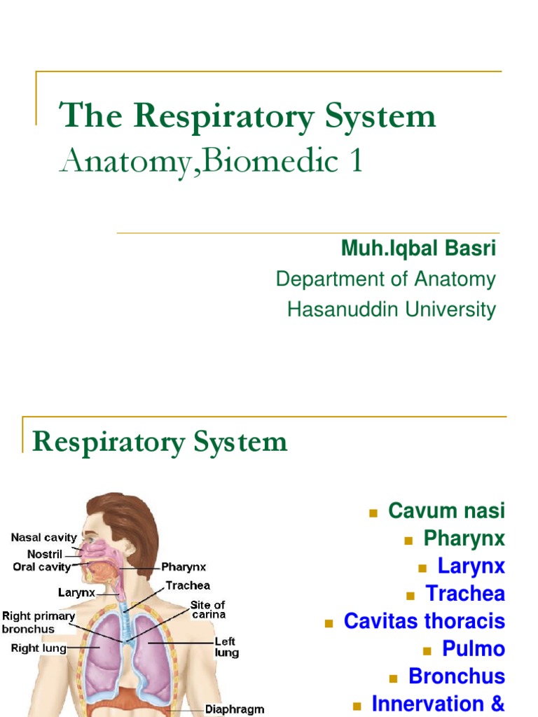 Respiratory System (Anatomy) 1 | PDF | Respiratory System | Respiratory ...