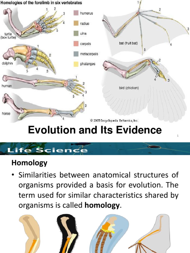 Homologous Structures and Evolution Evidence | PDF | Homology (Biology ...
