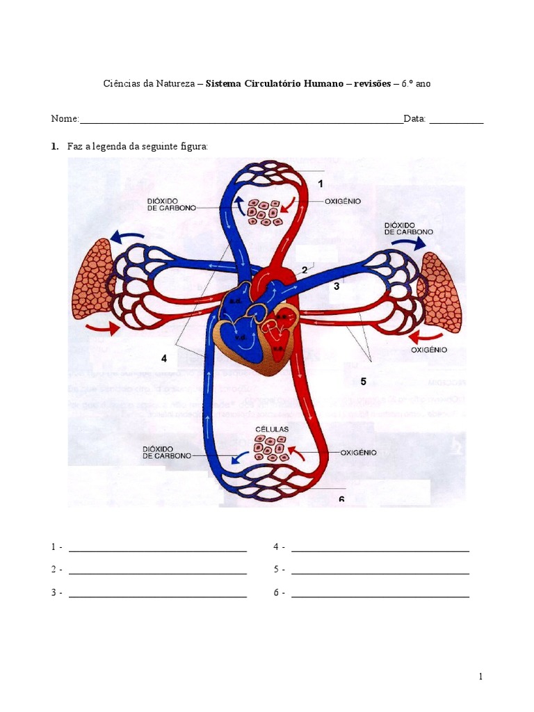 Sistema Circulatório Humano - Revisões | PDF | Sistema circulatório ...