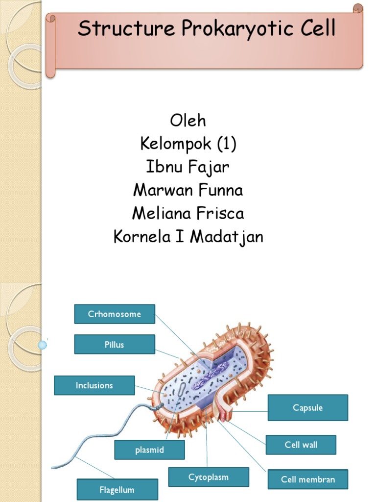 Struktur Sel Prokariotik | PDF