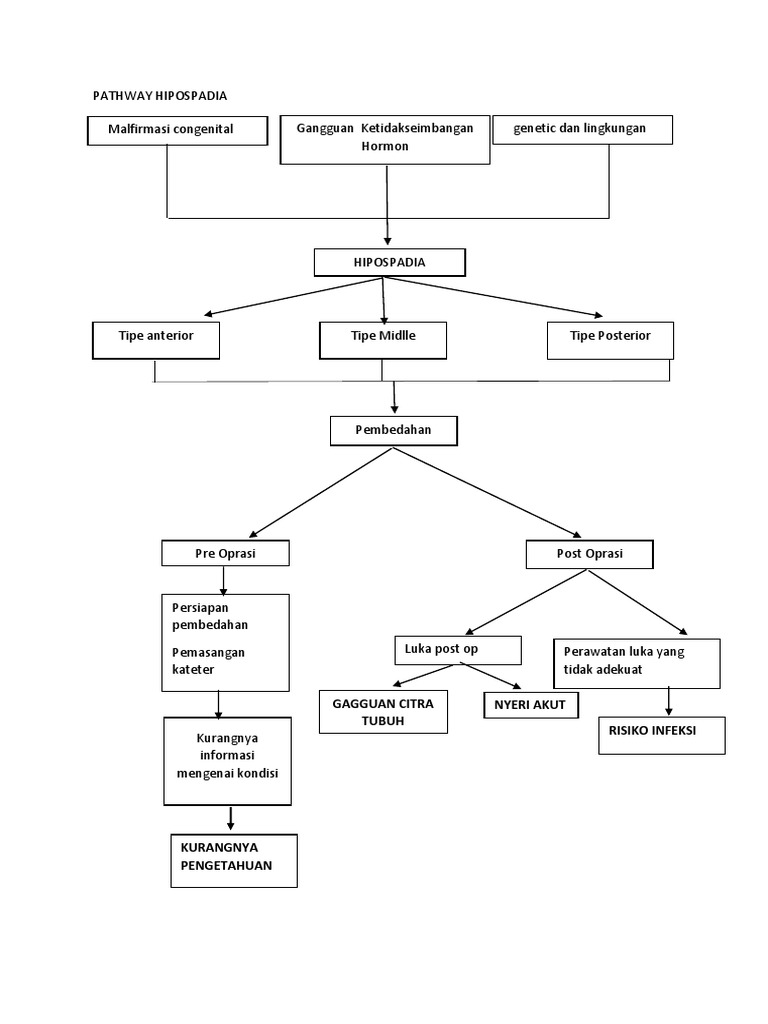 Pathway Hipospadia | PDF