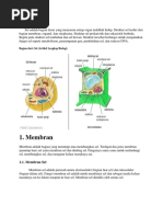 Sentrosom Dan Sentriol | PDF