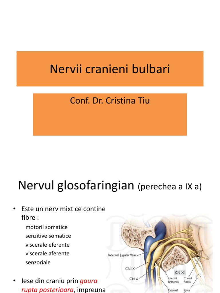 Nervii Cranieni Bulbari