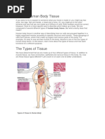 11 Human Body System | PDF | Human Body | Blood