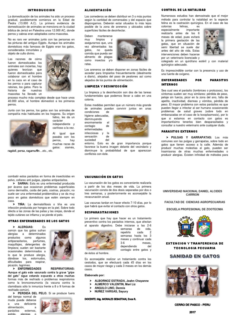 Triptico Gatos | Gatos | Perros