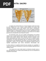 Anatomía Sacro-Coxígea en Radiología | PDF | Vértebra | Anatomía humana