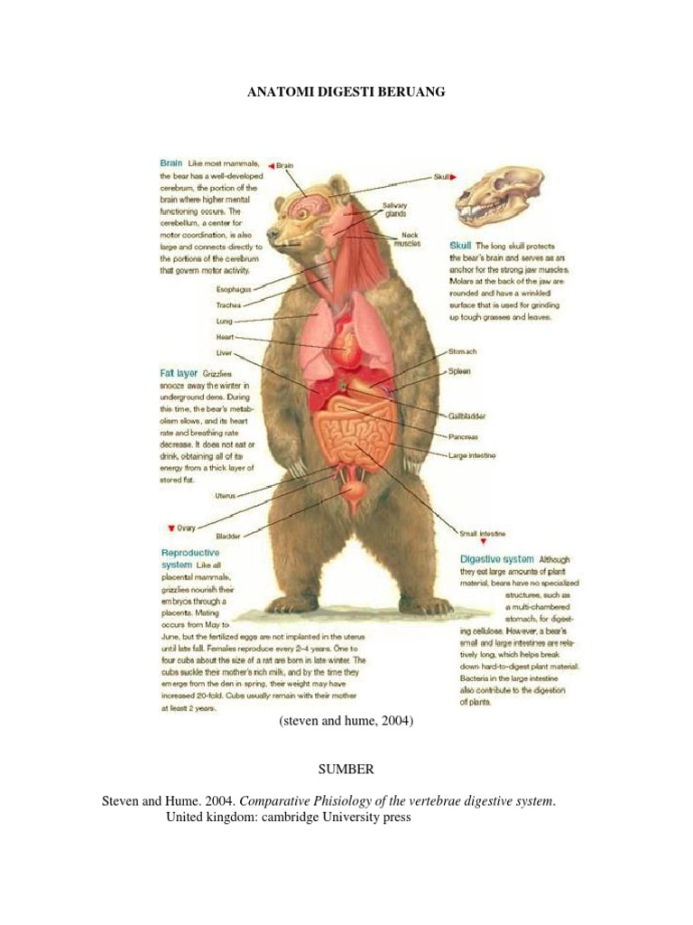 Anatomi Digesti Beruang | PDF