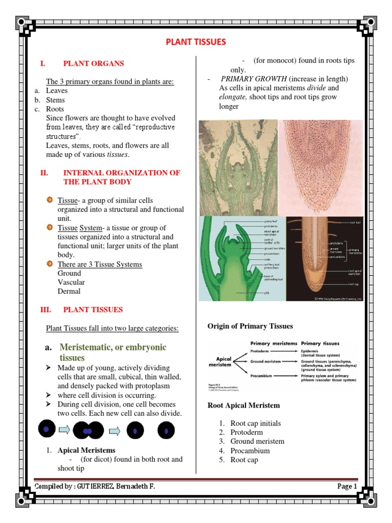 Plant Tissue | PDF | Plant Stem | Tissue (Biology)
