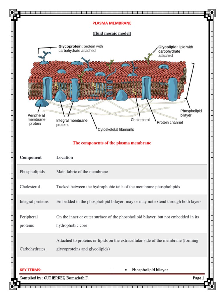(Fluid Mosaic Model) : Plasma Membrane | PDF